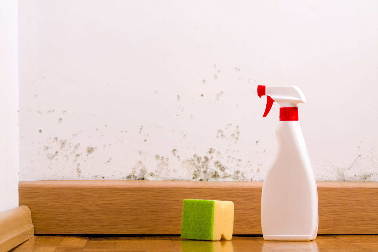 My Favourite Mould-Cleaning Products!